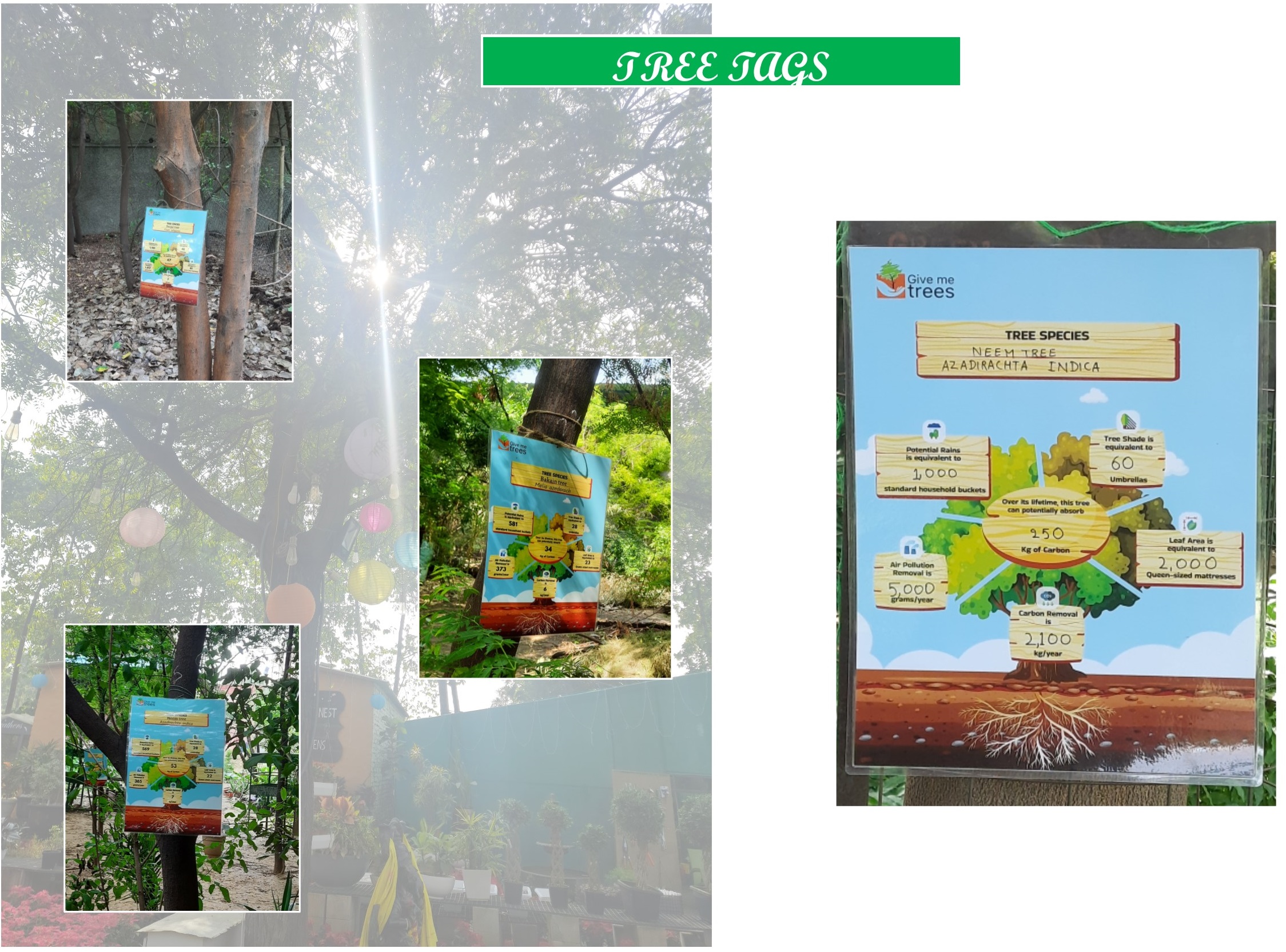 Give Me Trees | Tree Planting Organizations, Tree Planting Charity ...